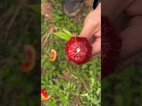 Blood Oranges #shorts