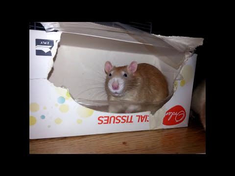 Stanley's Jawbone - Pet Rats - Boggling/Bruxing * TRIGGER WARNING *