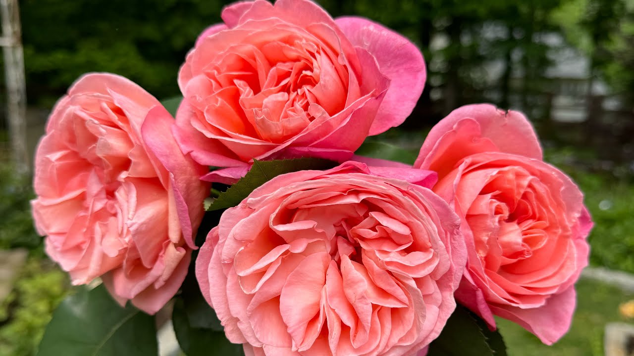 My Top 10 Favorite Roses | 2026 Rose Order! 