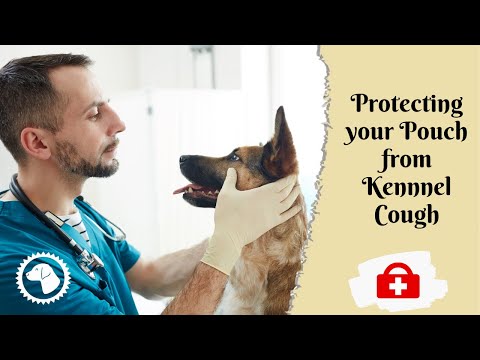 Bordetella Vaccine For Dogs: Protecting Your Pooch From Kennel | DOG HEALTH 🐶 Brooklyn's Corner