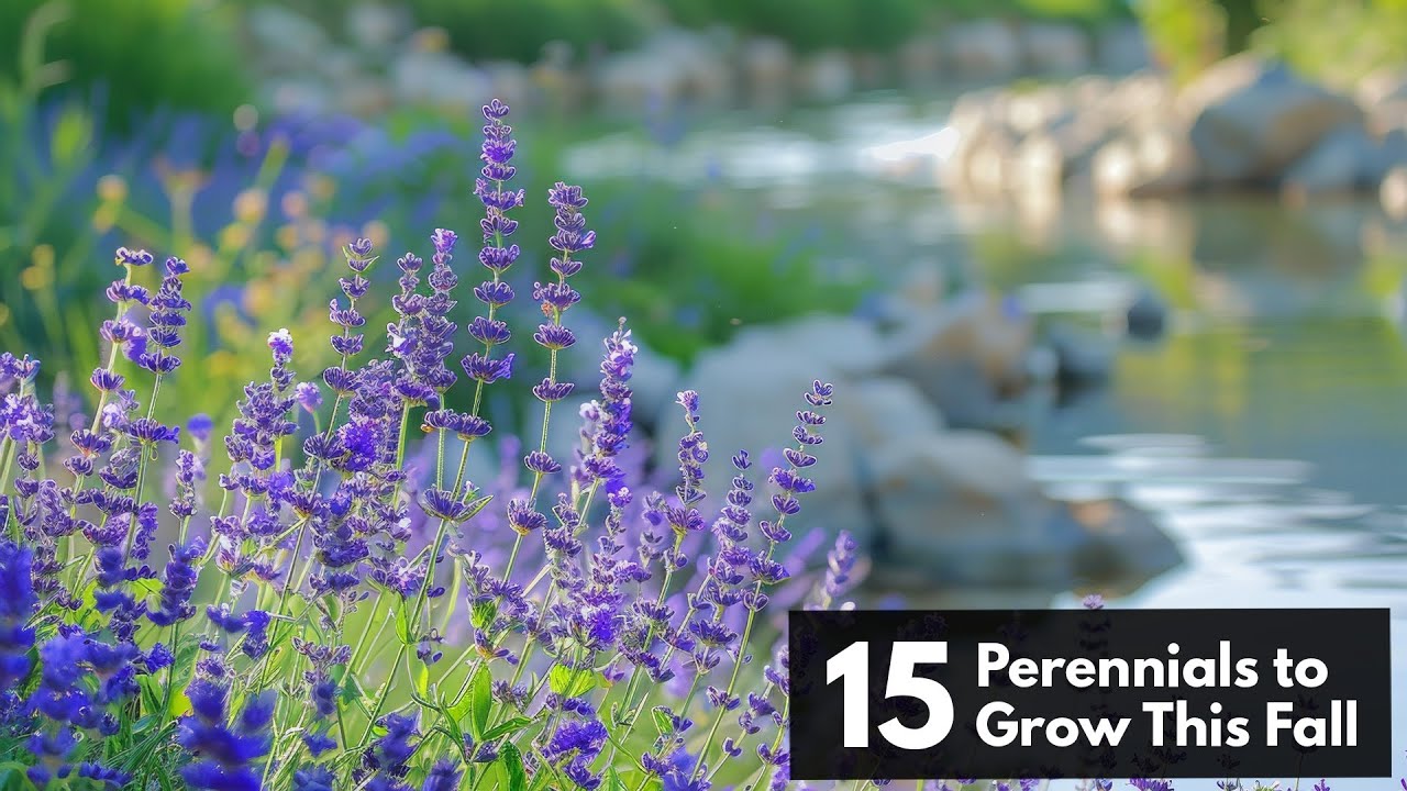 Top 15 Perennials to Plant This Fall for a Head Start Next Year