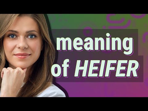 Heifer | meaning of Heifer