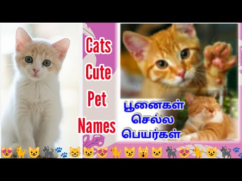 Cat pet Names in Tamil/English | பூனைகளின் செல்லப்பெயர்கள் தமிழ் cute pet names