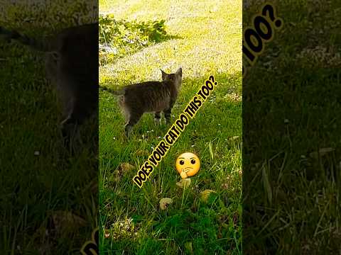 Does Your Cat Do This Too? 🐱🤔