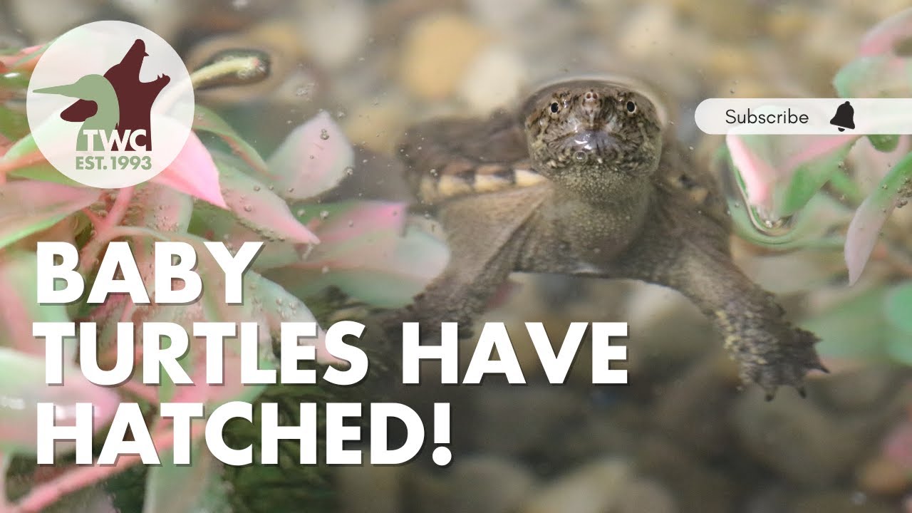 Hatchling snapping and painted turtles are growing!