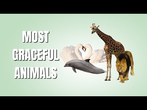 Most Graceful Animals in the World