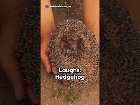 Prickly Laughter: Hedgehog Humor in Hindi! 🦔😂
