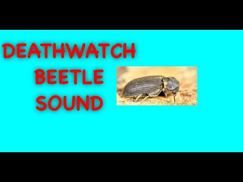 Deathwatch Beetle Sound