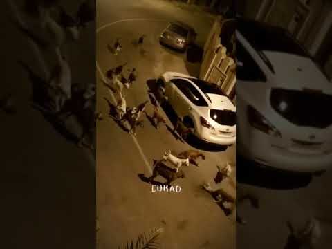 #jj kucing vs anjing viral