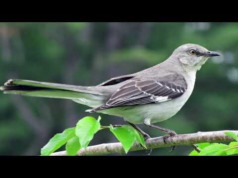How Does A Mockingbird Sound?