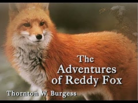 ♡ Audiobook ♡ The Adventures of Reddy Fox by Thornton W. Burgess ♡ A Classic Children's Story