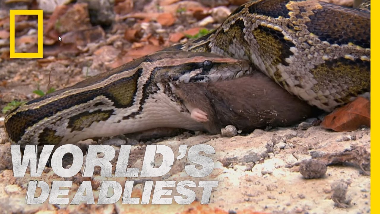 Serpent King | World's Deadliest