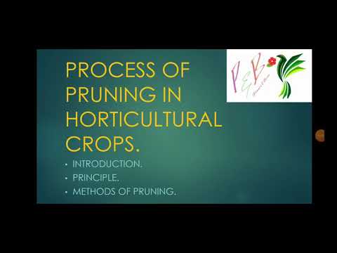 Pruning in horticultural crops.