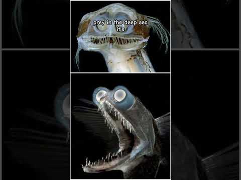 The fish that is uglier than the blob fish! Telescope fish facts 🤯😱 #deepsea