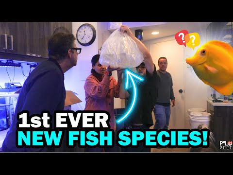 POLO REEF GETS A DRAGON AND IT'S FIRST EVER NEW FISH SPECIES.