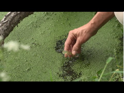 Understanding Cyanobacteria and Cyanotoxins