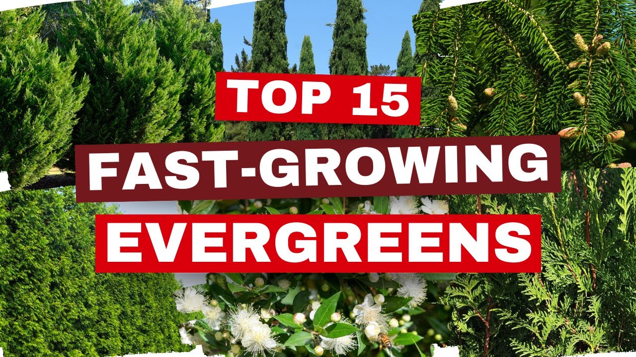 💚 15 AMAZING Fast-Growing Evergreen Trees for a Lush Oasis! 🌲✨