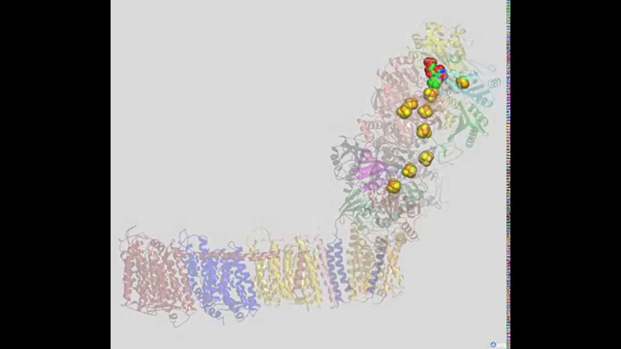 Complex I: Pumping protons - a complex problem