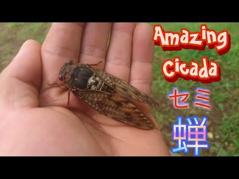 Amazing Insect / Lifecycle of Cicada