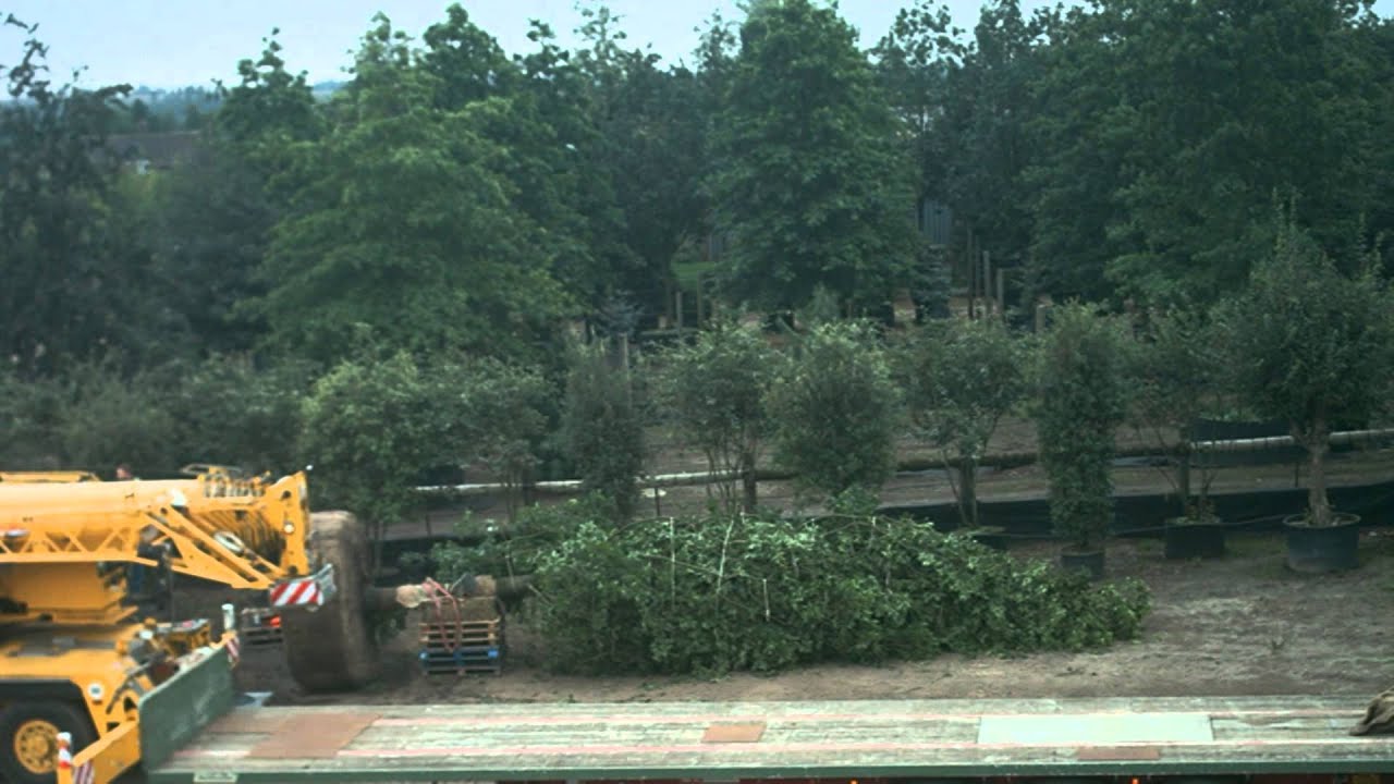 Mature tree preparation for transport