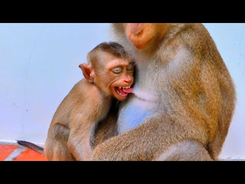 Mama’s Sorry, No More Milk… But LUNO Keeps Suckling – True Baby Monkey Resilience.