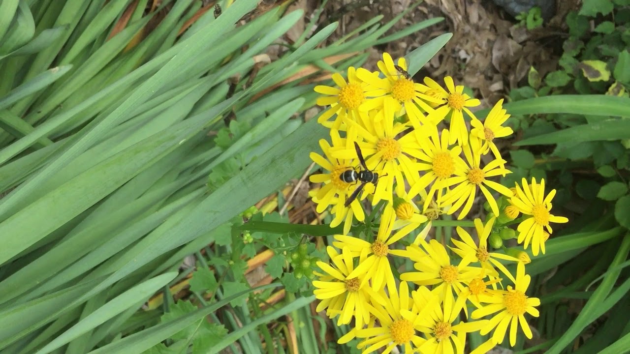 Looking for Insects in Your Yard
