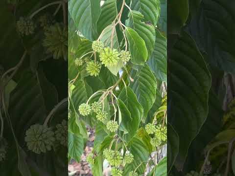 Su nombre (DENDROPANEX MARBIFERUS) tambien conocido como ZAPOTILLO arbol perenne y arbusto 🌳