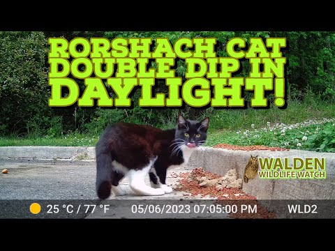 #RorshachCat got in early—twice—for the super #cat treats! 😻