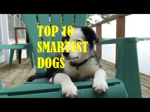 Top 10 Smartest Dog Breeds