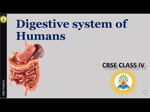 Introduction: Digestive System Video Lecture - Class 4