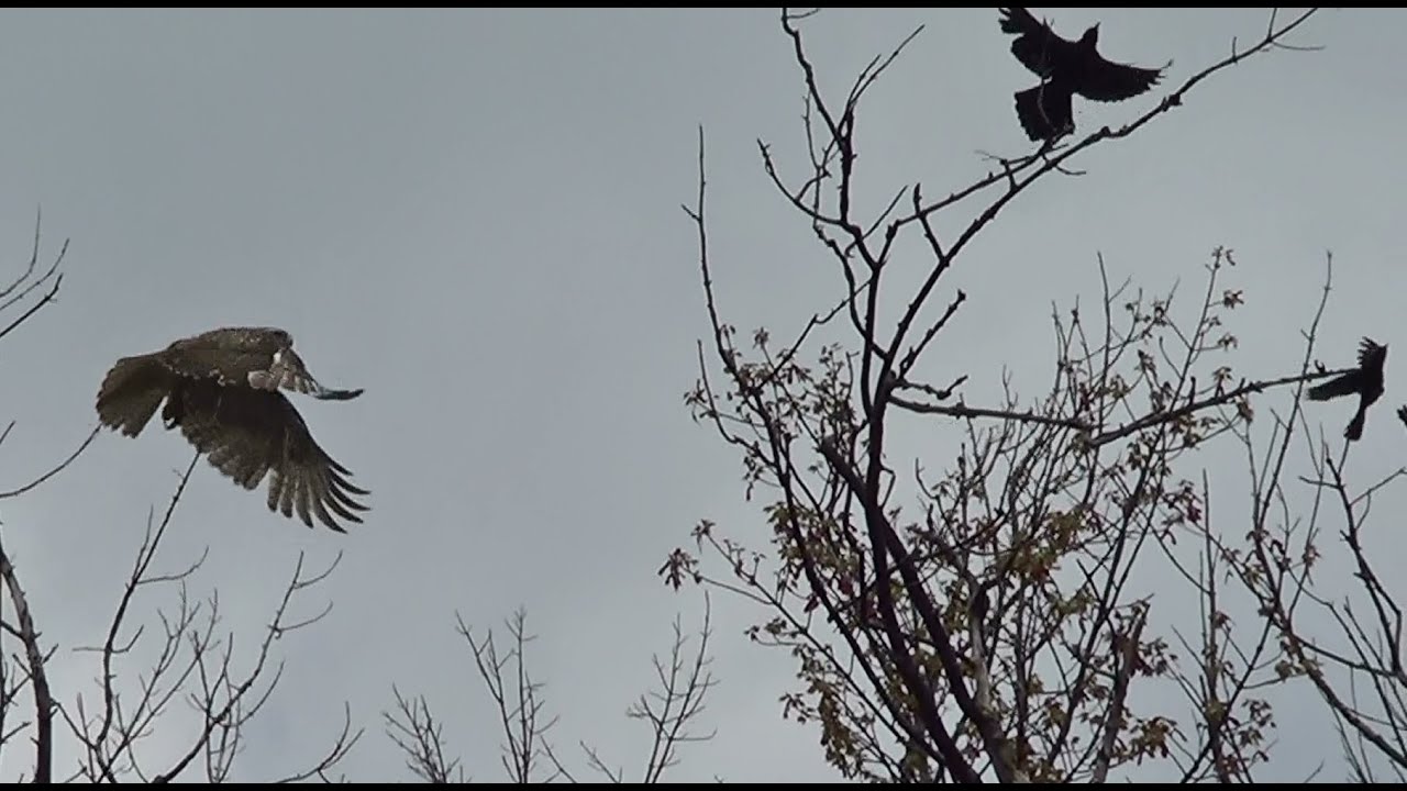 Red-Tailed Hawk Bothered By Grackles