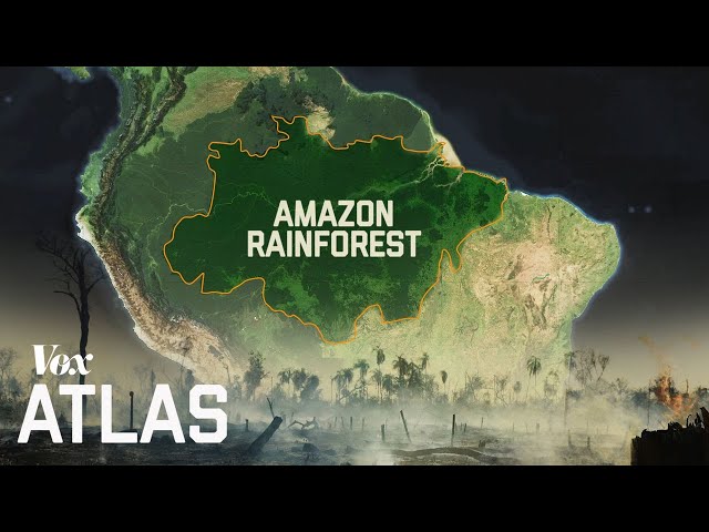 The Destruction of the Amazon: A Global Crisis | Galaxy