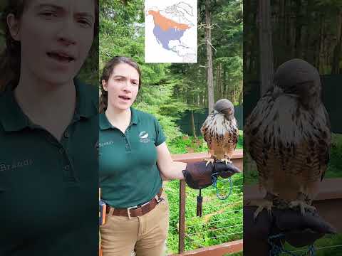 #didyouknow the Red-tailed Hawk is the most widespread hawk in North America?  #FunFactFriday