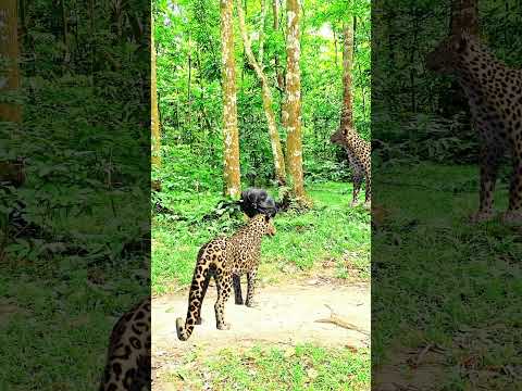 The fastest land animal and the black museumX face off #vfx #wildlife #cheetah #viral #shorts