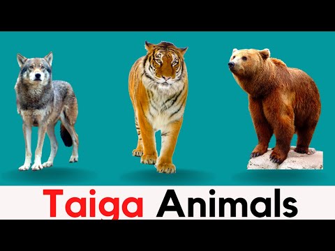 Taiga Animals Names With Picture | Easy Spelling Words