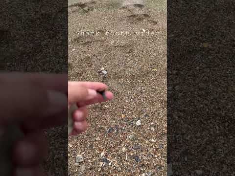 Shark tooth hunting video #24 - sand tiger tooth in the shell bed on the tide line on Amelia Island