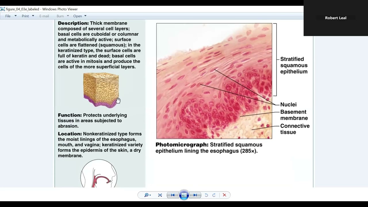 Marieb:  Human Anatomy & Physiology Chapter 4:  Tissues