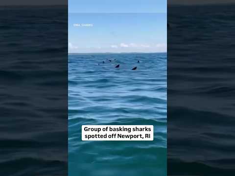 Shark biologist John Chisholm captured this great video of basking sharks off Newport, RI 🦈