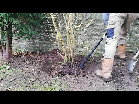Digging Out LARGE Forsythia Shrubs For Transplanting