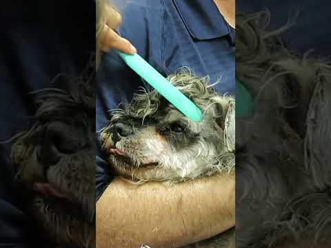 Schnauzers Are Never Mean Until Someone Hurts Them / Hold your Own Pet  when you Book with Me!
