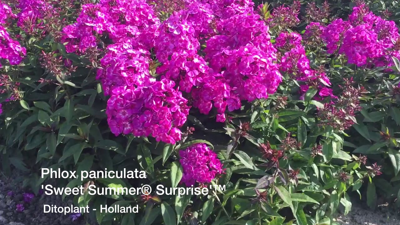Phlox pan. 'Sweet Summer® Surprise'™