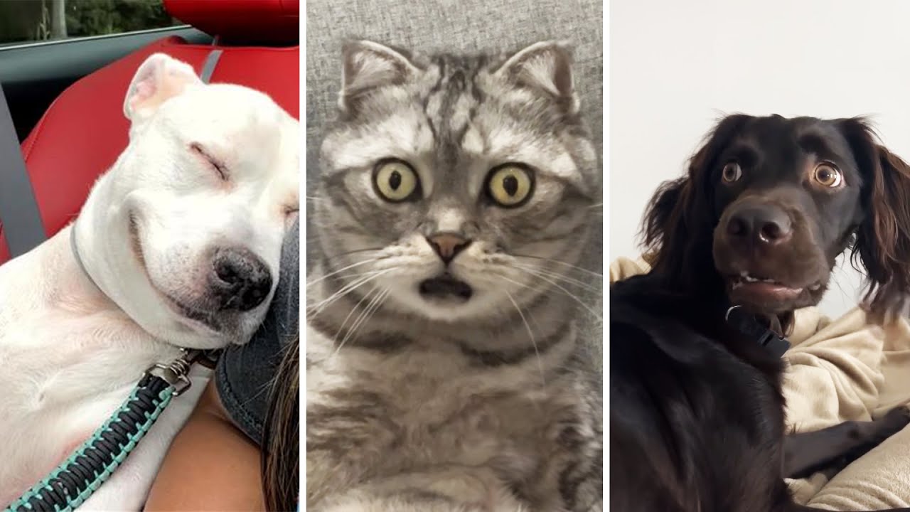 PART 2 Funniest Videos 🤣 | Cat & Dog Videos 2025