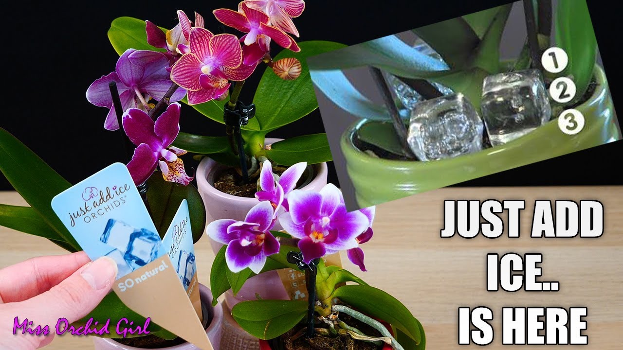 The problem with Just Add Ice Orchids - I found 3 Ice Mini Phalaenopsis at the flower shop 😱