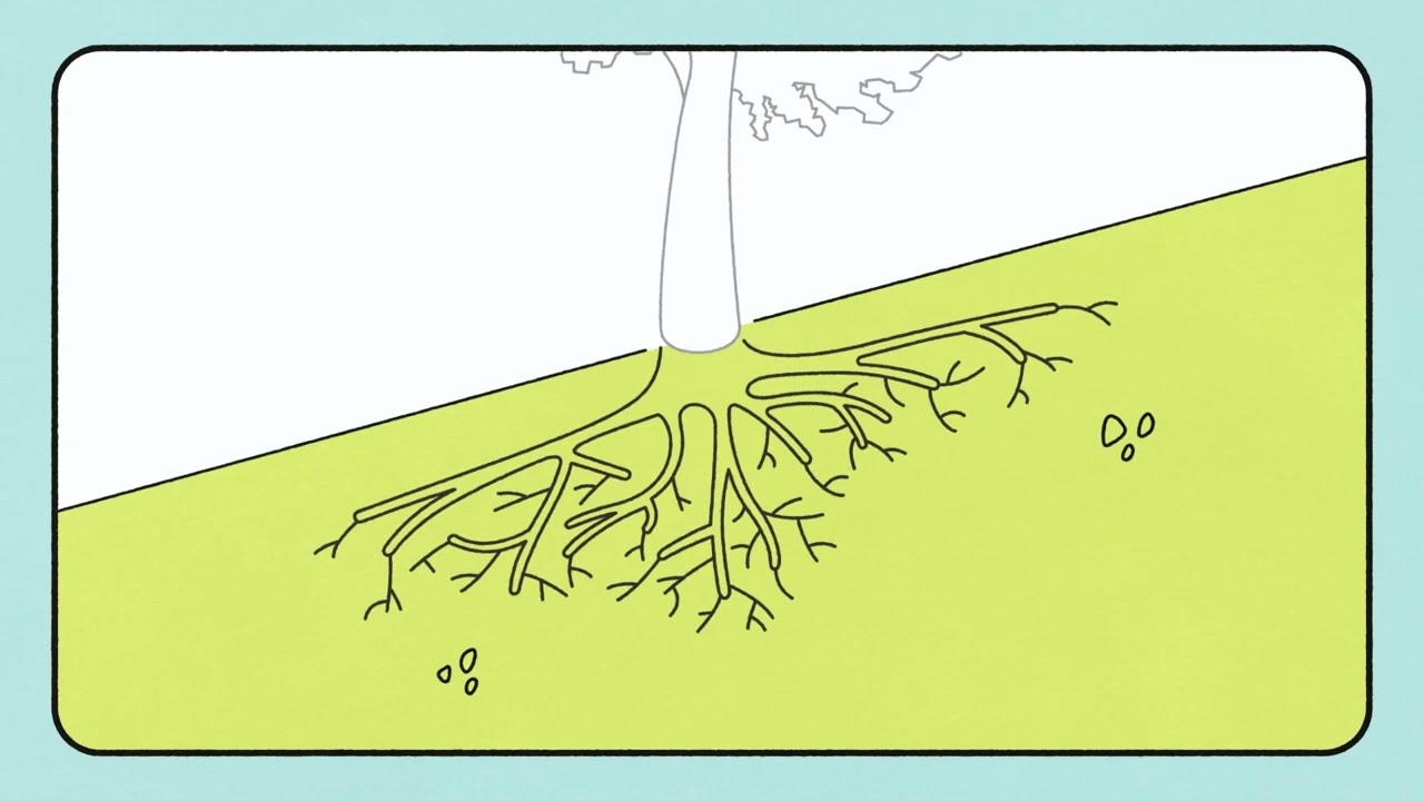 Preparing a Tree Protection Plan