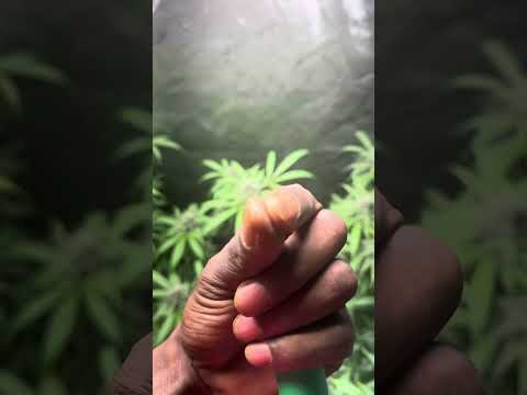 Just check the plants out