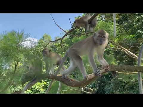 Monkey Business