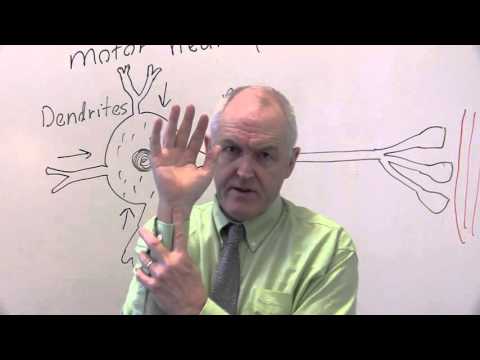 Nervous system 1, Motor neuron