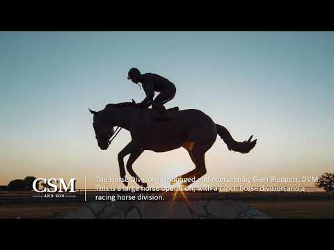 6666 Ranch Horse & Cattle
