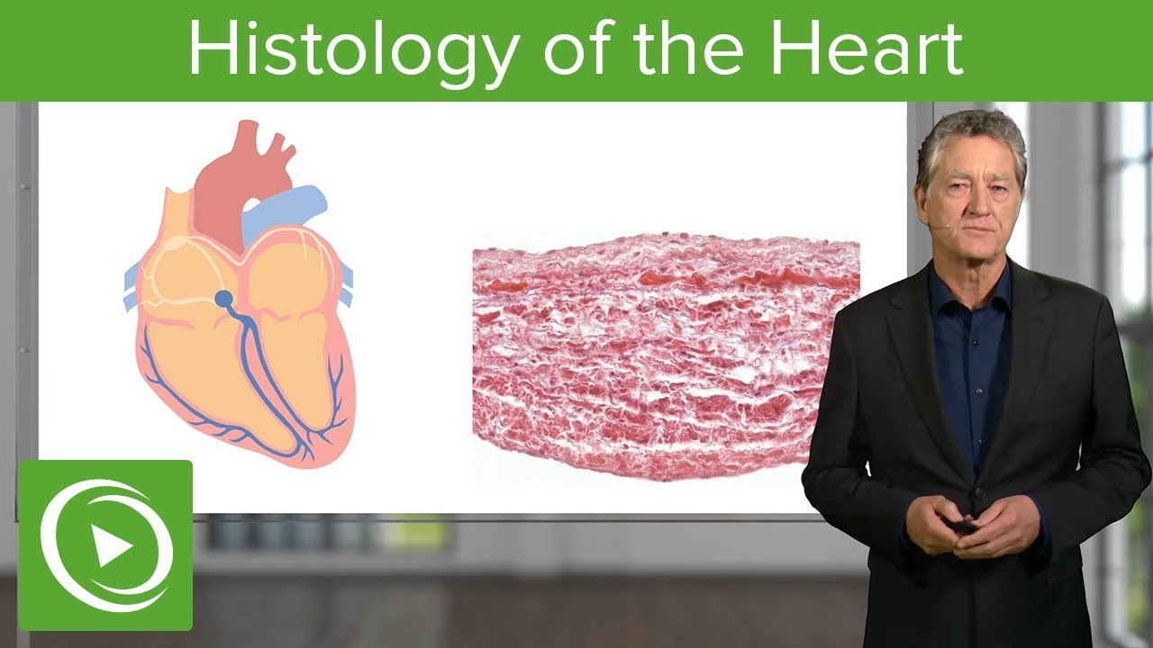 Histology of the Heart – Histology | Lecturio