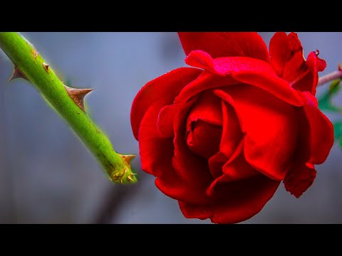 WHAT IS DANGEROUS INJECTING A ROSE THINK OF A FLOWER